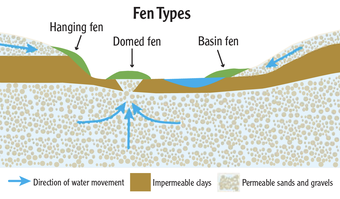 Prairie Fen Series – Recognizing a Fen Neighbor | Natural Areas Notebook