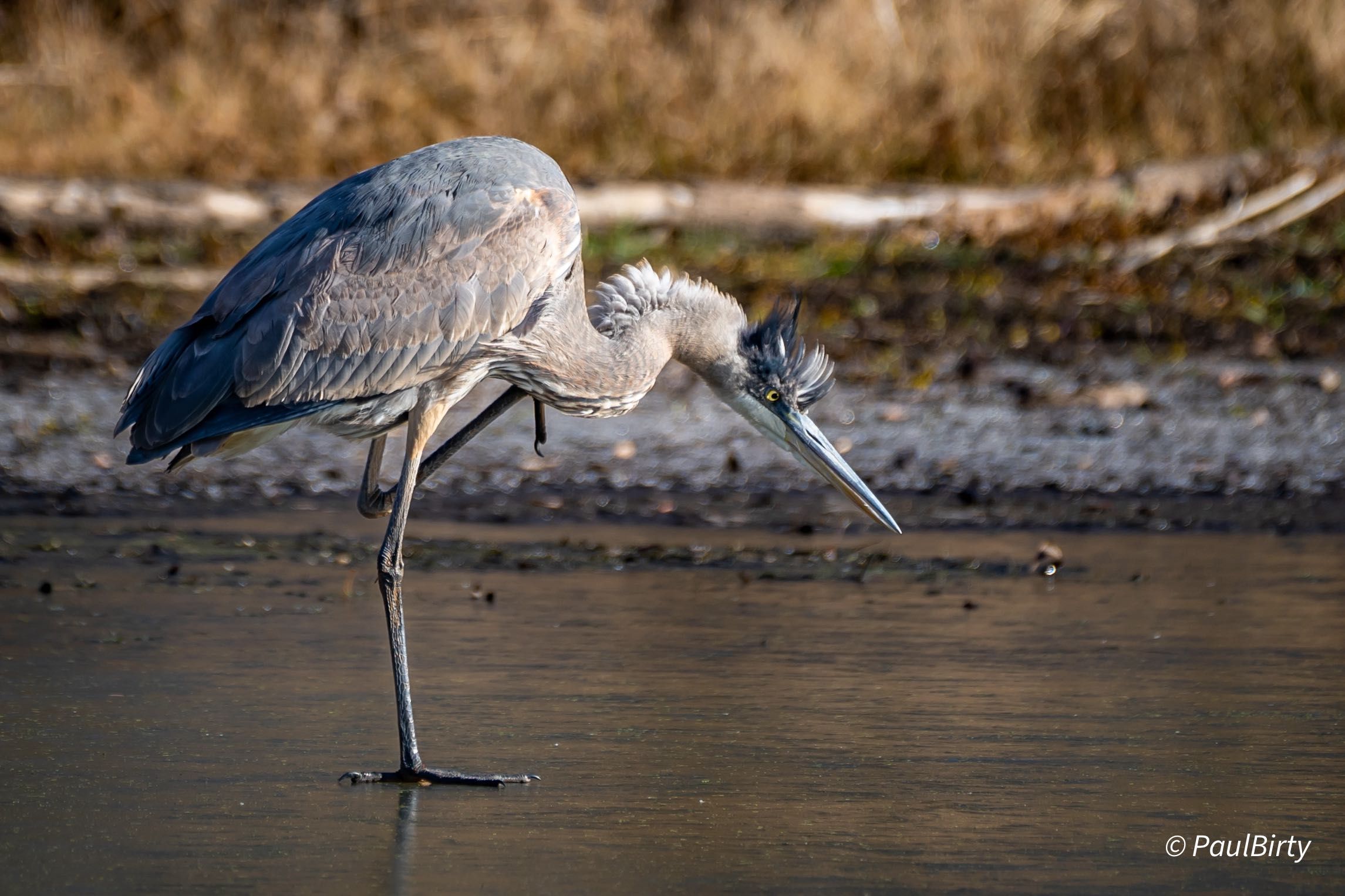 Field Note: A Great Blue Heron on Thin Ice! … and Its Neighbors – a ...