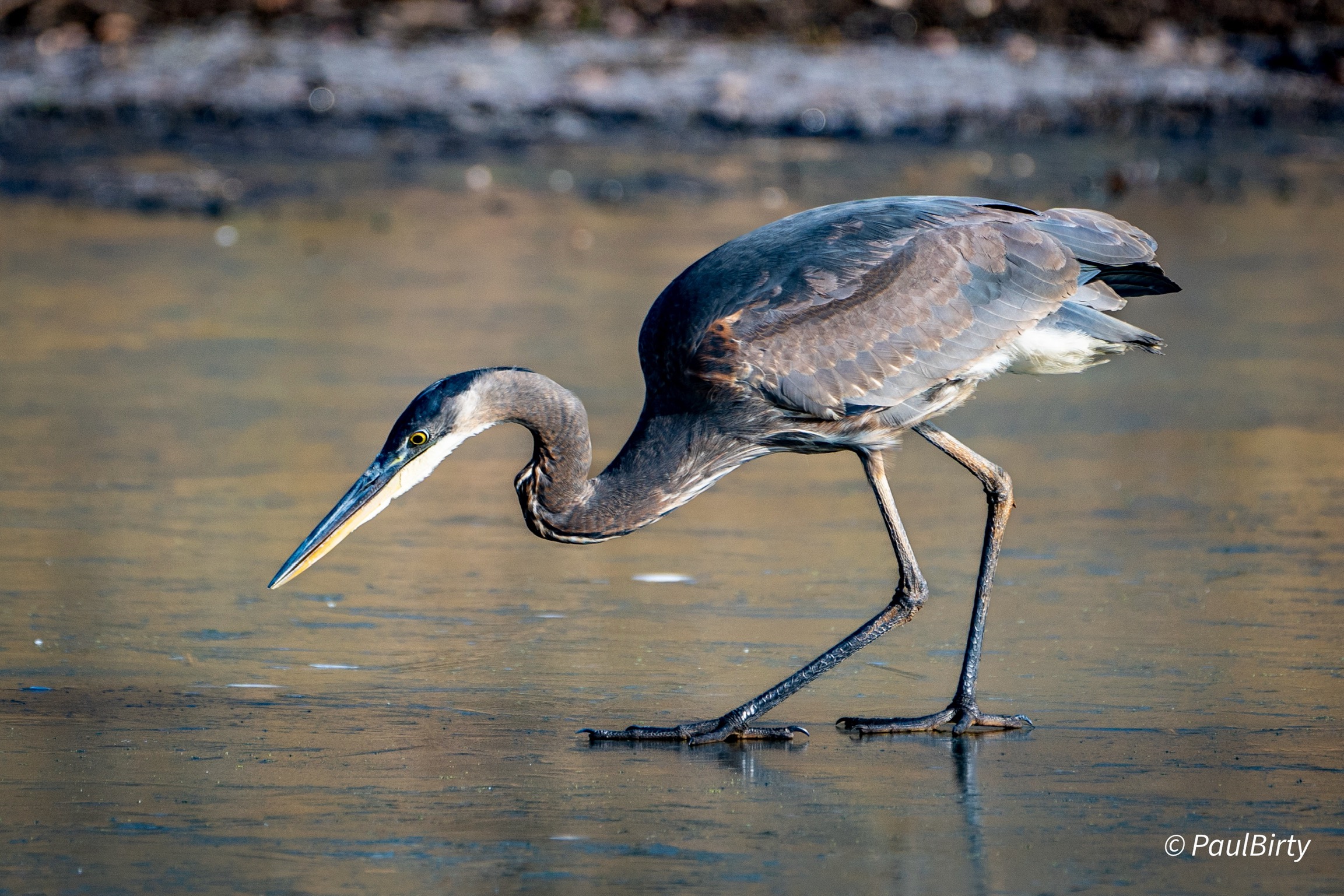 Field Note: A Great Blue Heron on Thin Ice! … and Its Neighbors – a ...