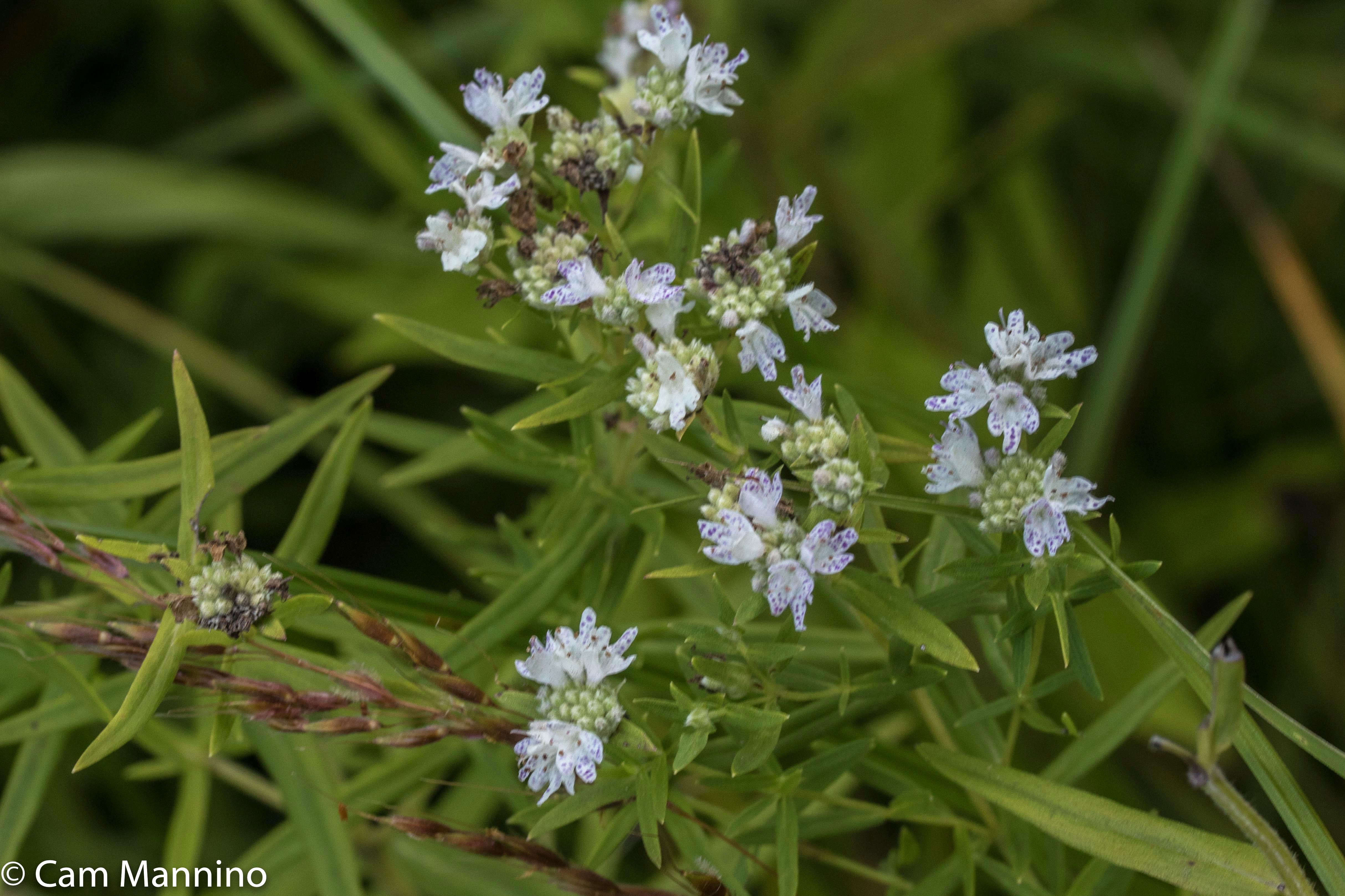 Field Note: Restoring the Past and Preserving the Future in the Wet ...