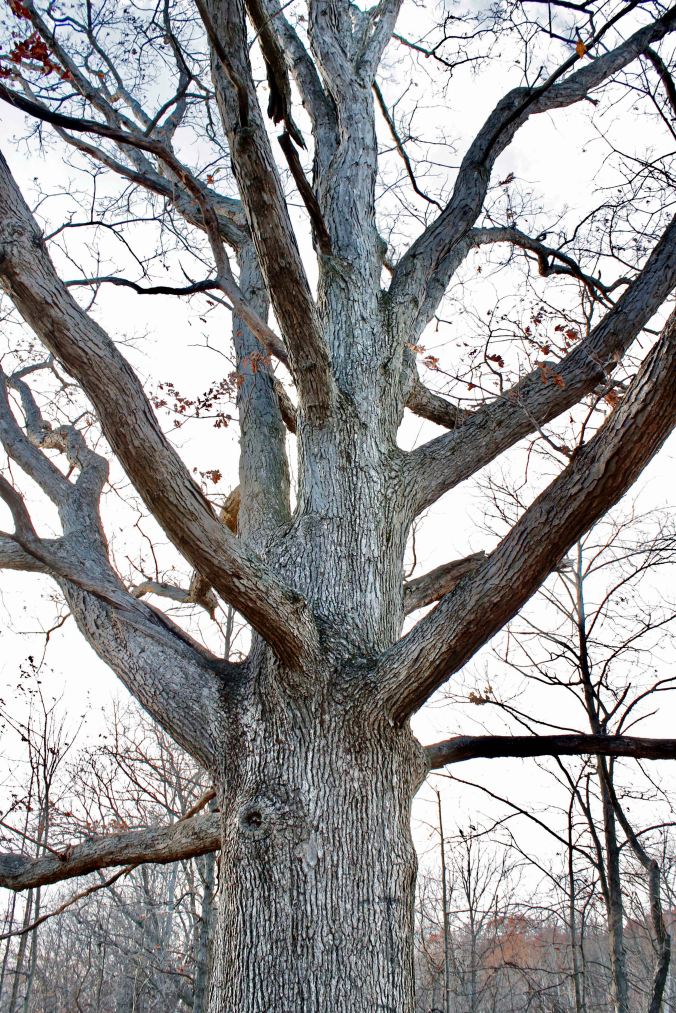 Saving Our Big Oak: A Matter of Life and Death | Natural Areas Notebook