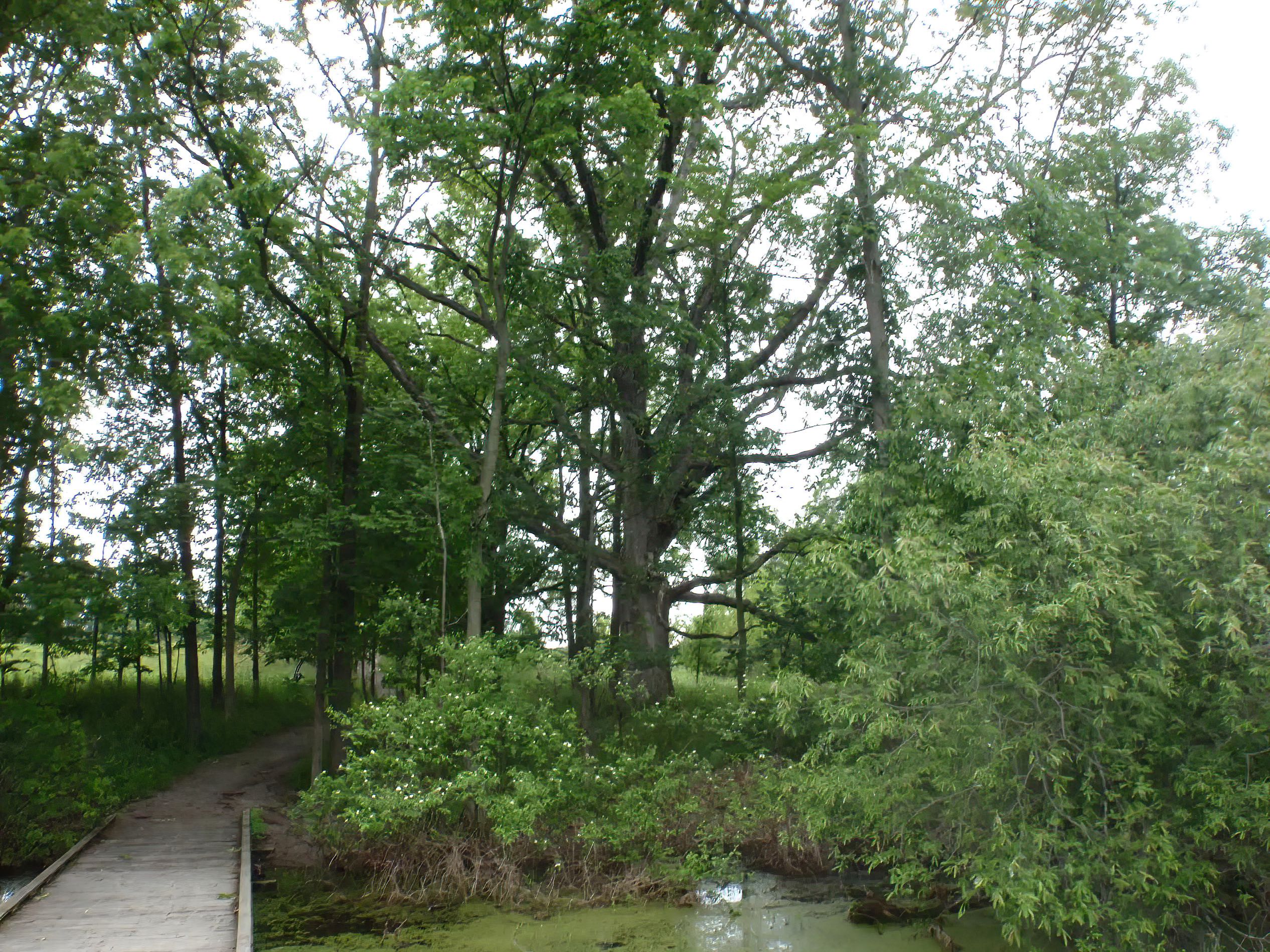 Saving Our Big Oak: A Matter of Life and Death | Natural Areas Notebook