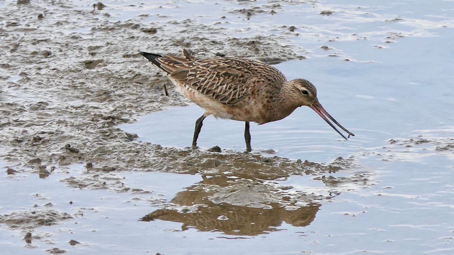 Migration Miracles: How Migrating Birds Find Their Way to Us … and ...