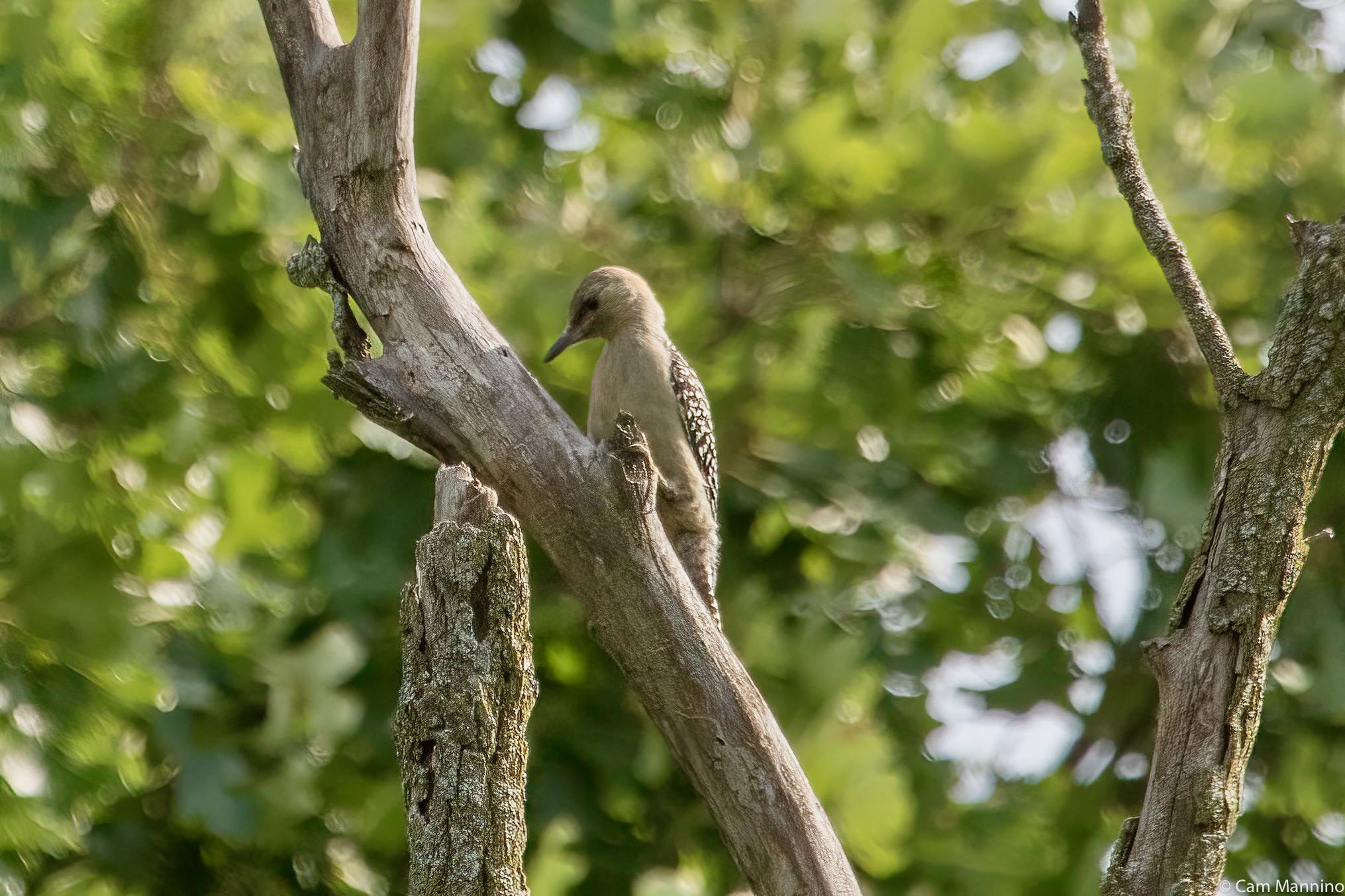 Glorious Midsummer Mornings at Charles Ilsley Park: Virtual Hike #2 ...