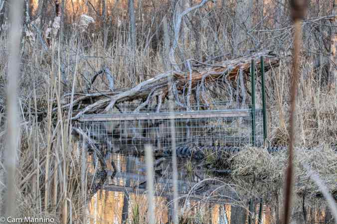 Draper Twin Lake Park: Beavers and Humans At Work in the Landscape ...