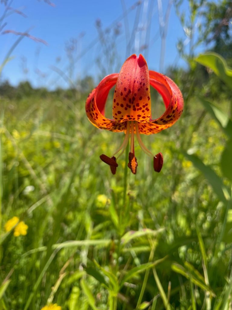 Field Note: Magic in the Meadows! | Natural Areas Notebook