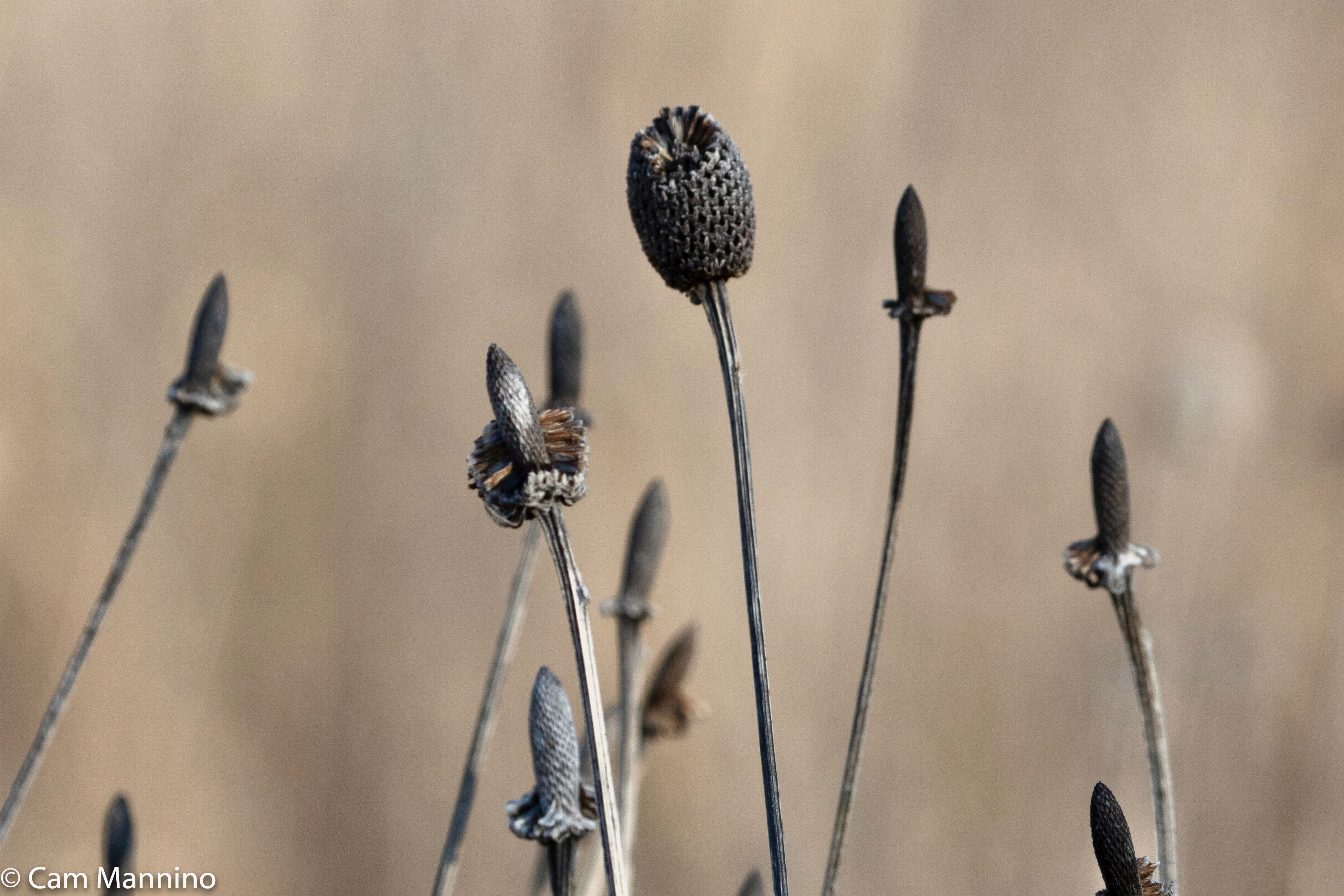 Gray coneflower seeds in various stages of falling | Natural Areas Notebook